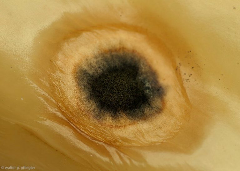 13 Most Common Types of Mold in Homes