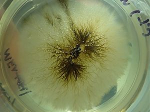 13 Most Common Types of Mold in Homes