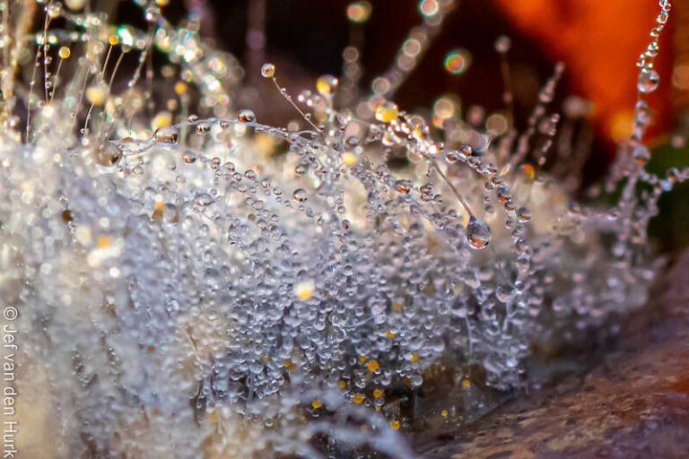 13 Most Common Types of Mold in Homes