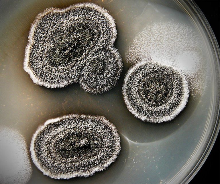 13 Most Common Types of Mold in Homes